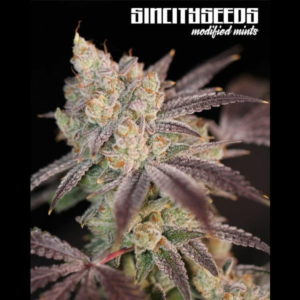 SIN CITY SEEDS | ChiTown Seeds