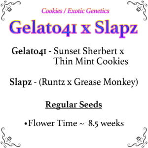 Gelato 41 x Slapz F2 25ct Regs - ChiTown Seeds