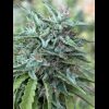 Poochies Papaya x Slapz x Tropaya 25ct Regs - ChiTown Seeds