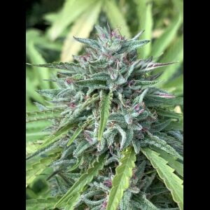 Poochies Papaya x Slapz x Tropaya 25ct Regs - ChiTown Seeds