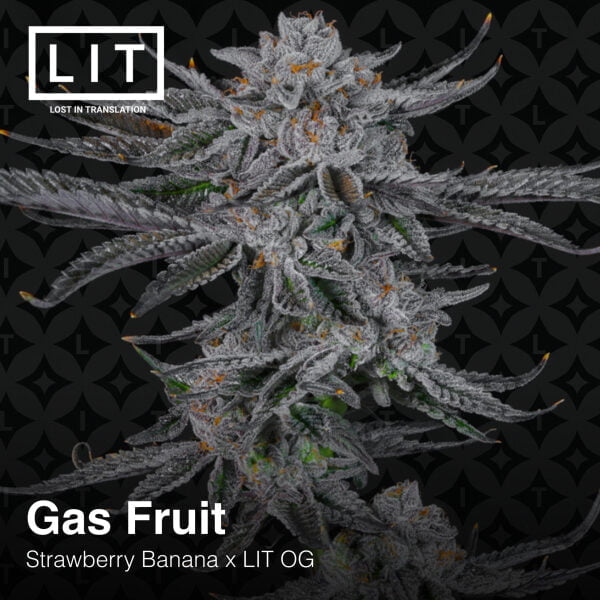 Gas Fruit Fems 6 Packs – Lit Farms - ChiTown Seeds