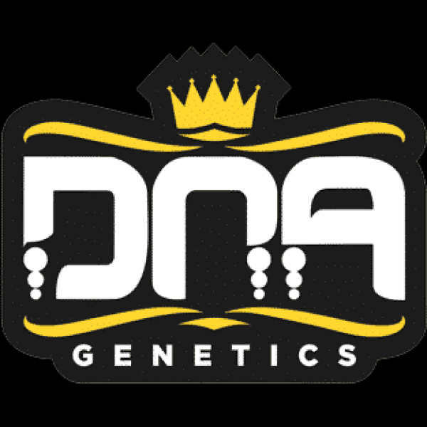 DNA CAKE FEMS - ChiTown Seeds