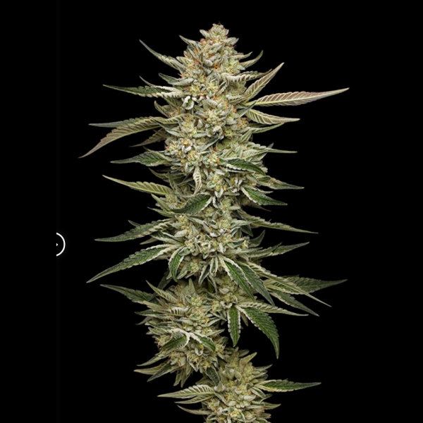 OG TRIPLOID – Humboldt Seed Co - ChiTown Seeds