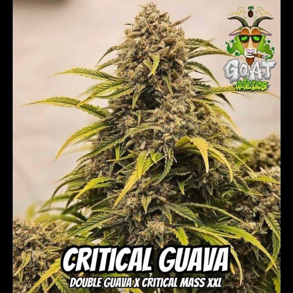 CRITICAL GUAVA 5ct AUTOFLOWER - ChiTown Seeds